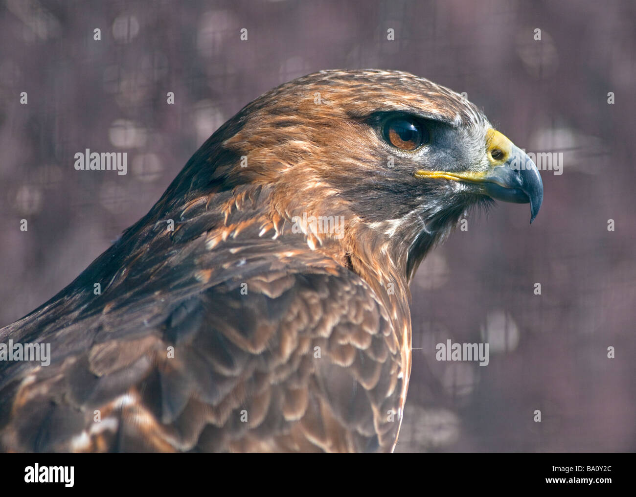 Northern Red-Tailed Hawk (buteo jamaicensis Stock Photo - Alamy