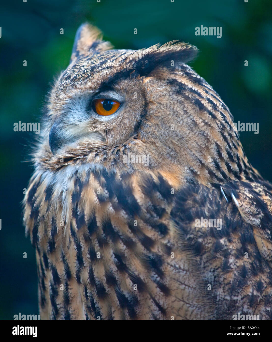 Eurasian Eagle Owl (bubo bubo Stock Photo - Alamy
