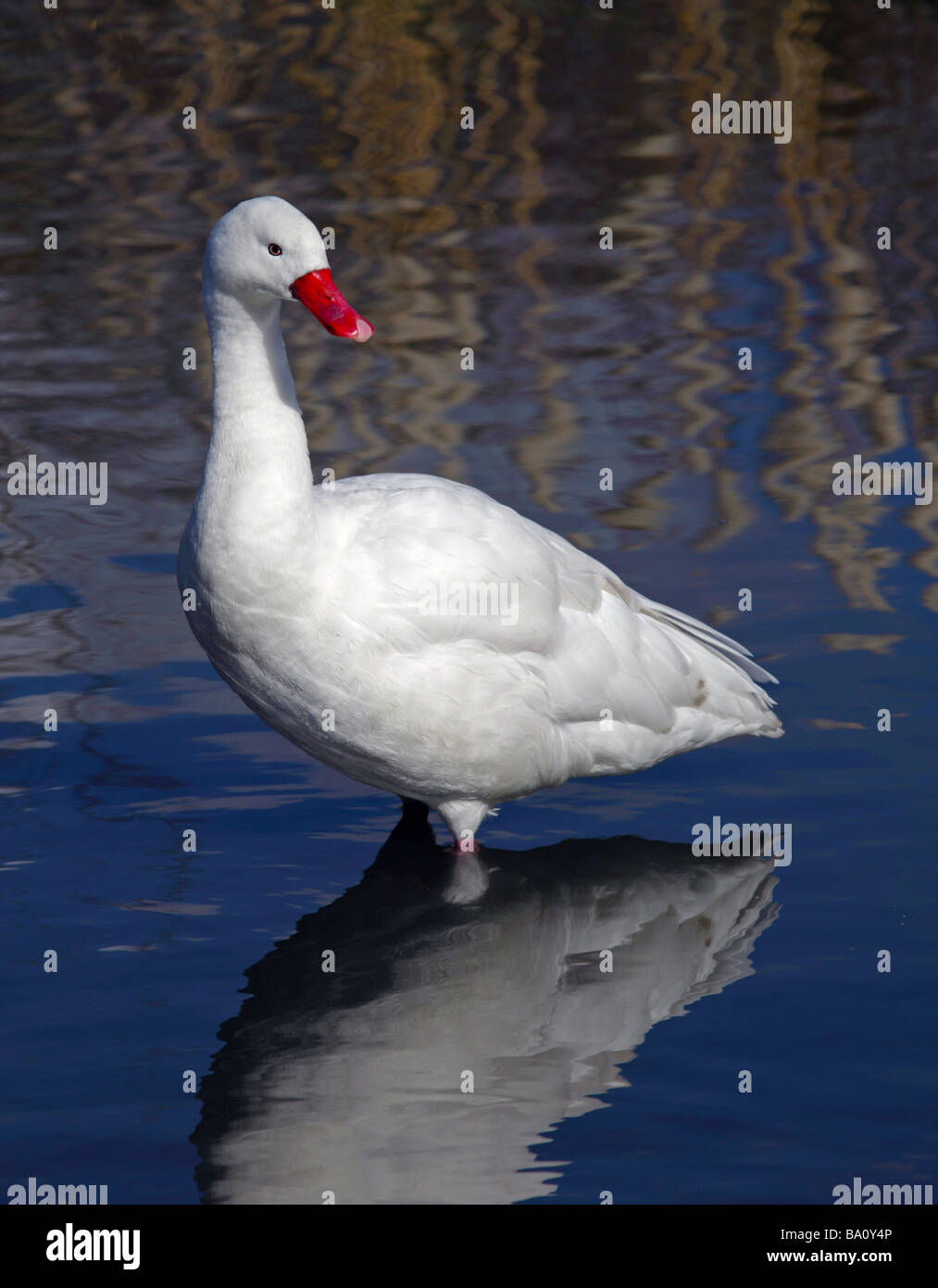 Coscoroba Swan (coscoroba coscoroba Stock Photo - Alamy