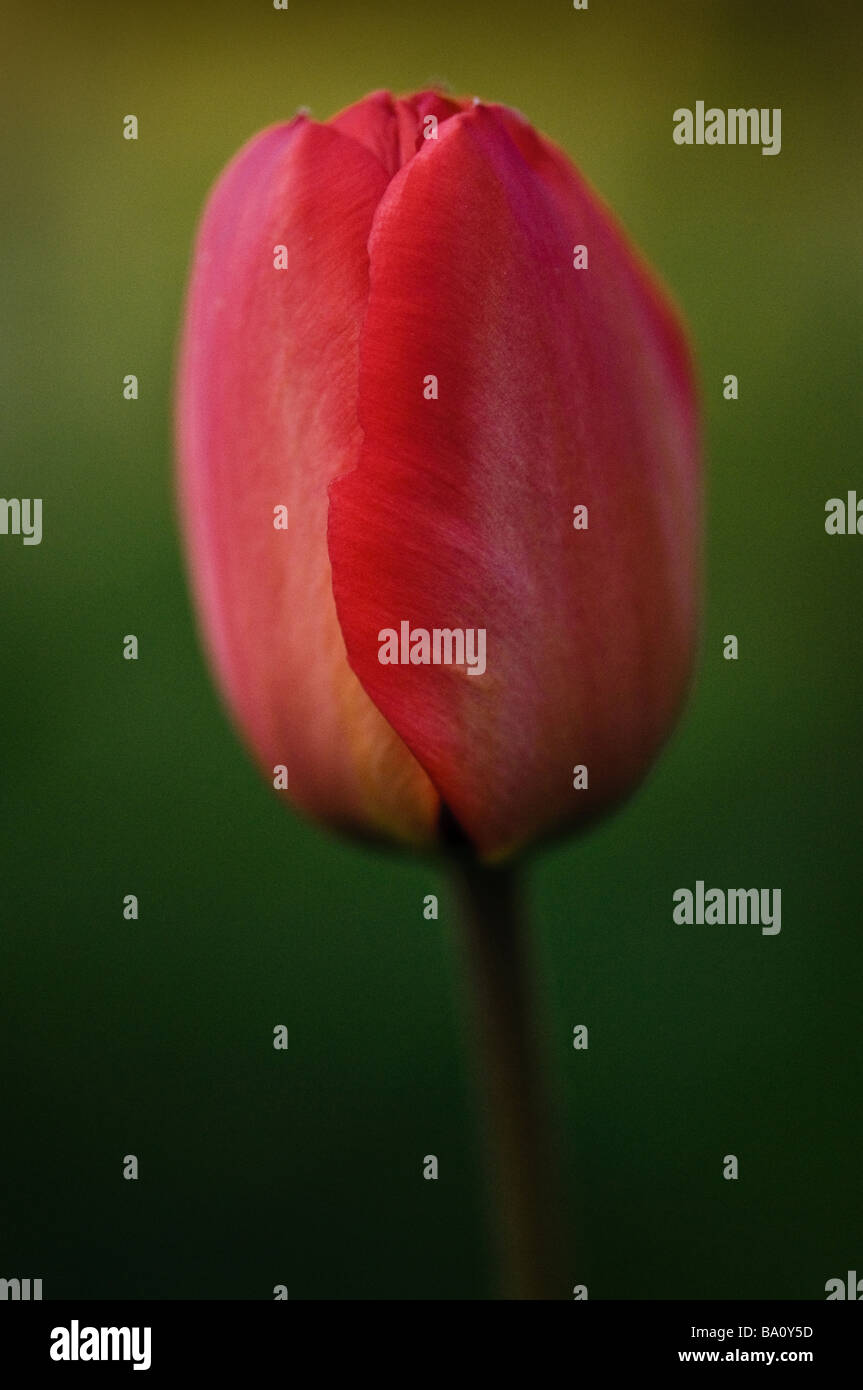 A single red tulip flower. Close-up Stock Photo - Alamy