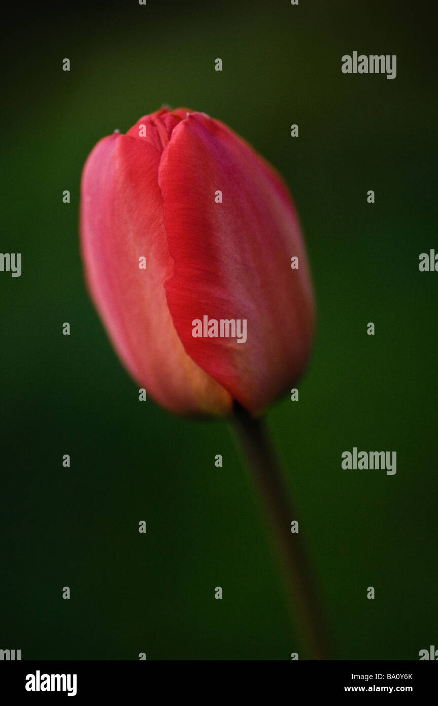 A single red tulip flower. Close-up Stock Photo - Alamy