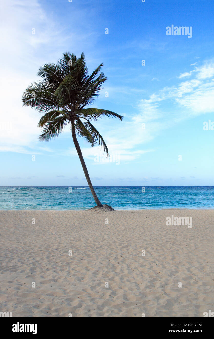 Coconut trees on the sandy beach with punta cana hi-res stock ...