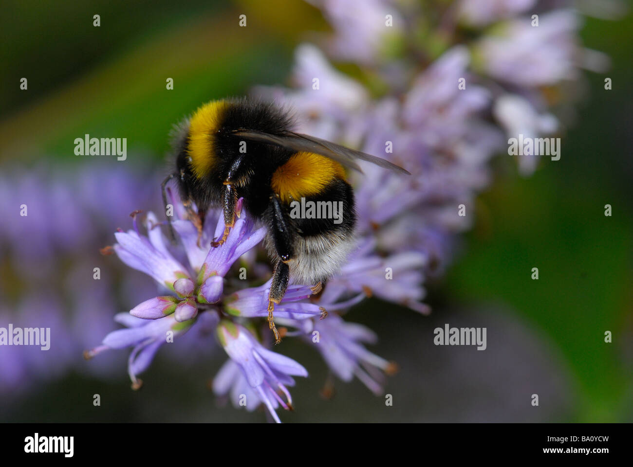 Bumble bee at work Stock Photo - Alamy