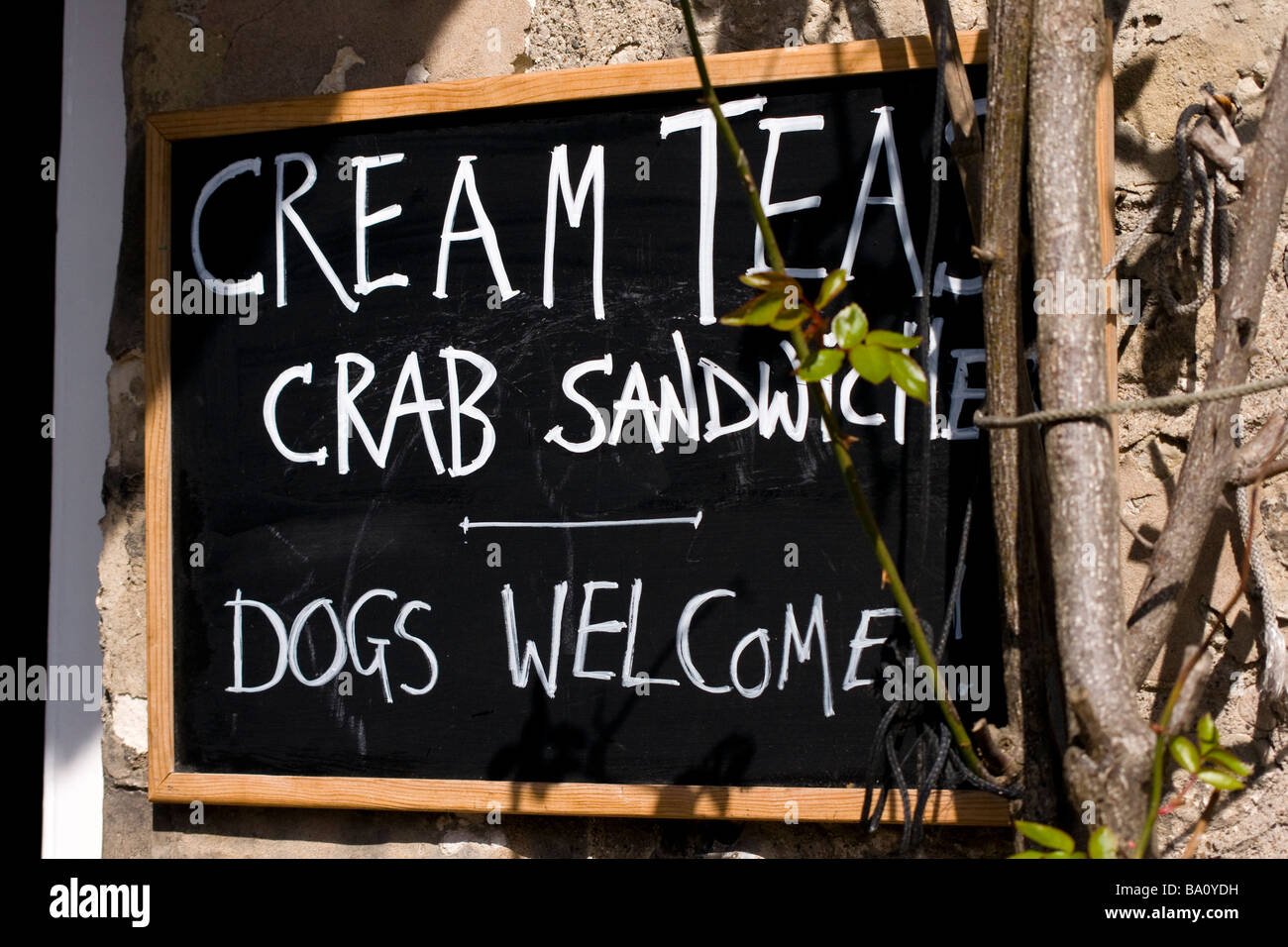 Beer devon hi-res stock photography and images - Alamy