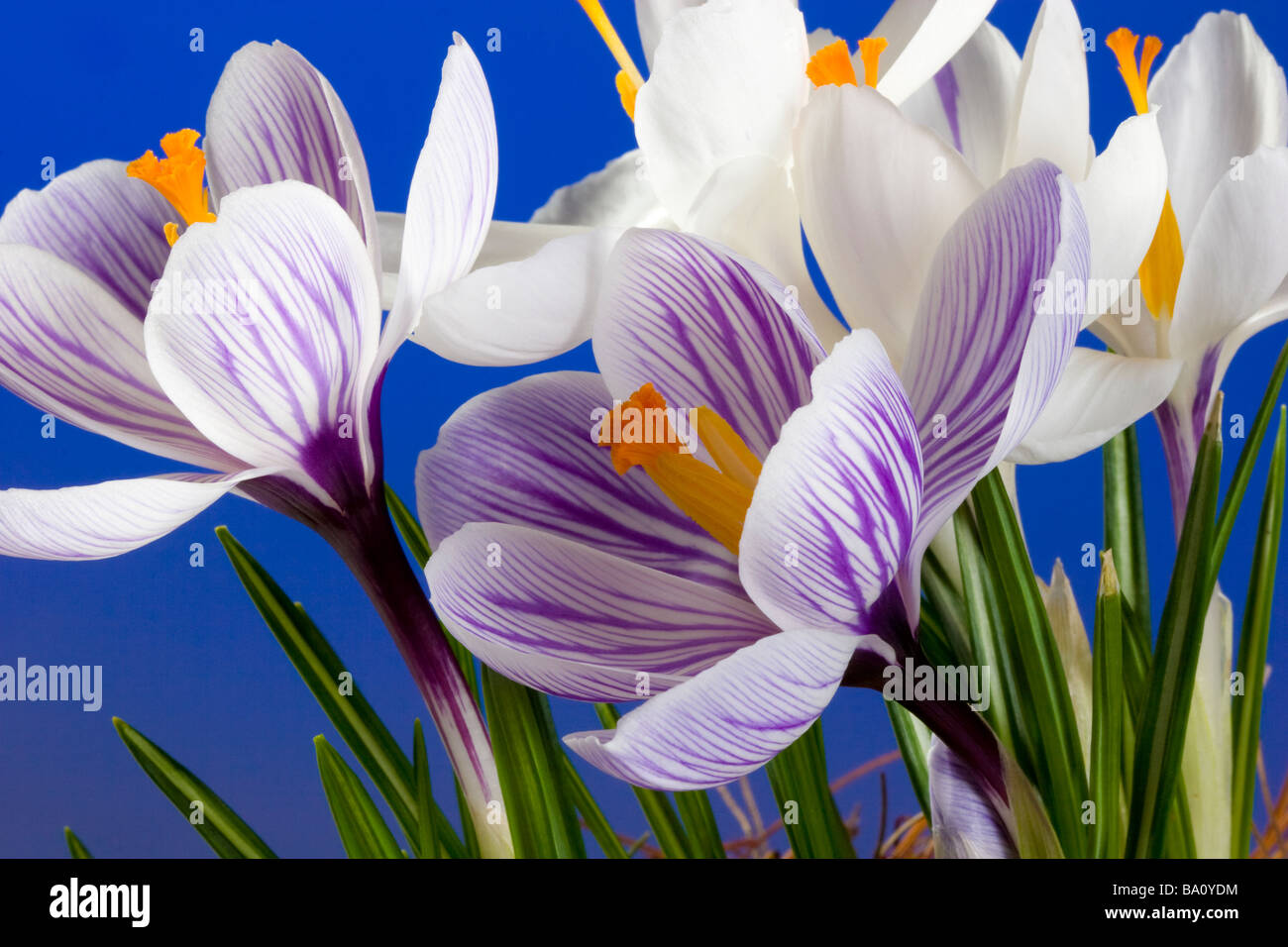 White striped crocuses hi-res stock photography and images - Alamy