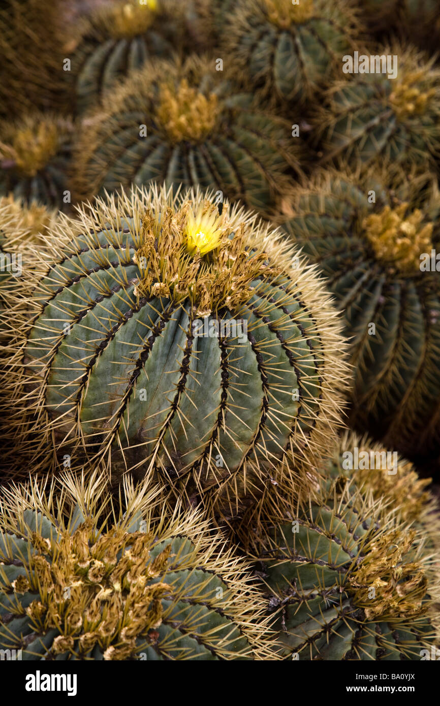 Barrel cactus in flower native of Mexico Stock Photo - Alamy