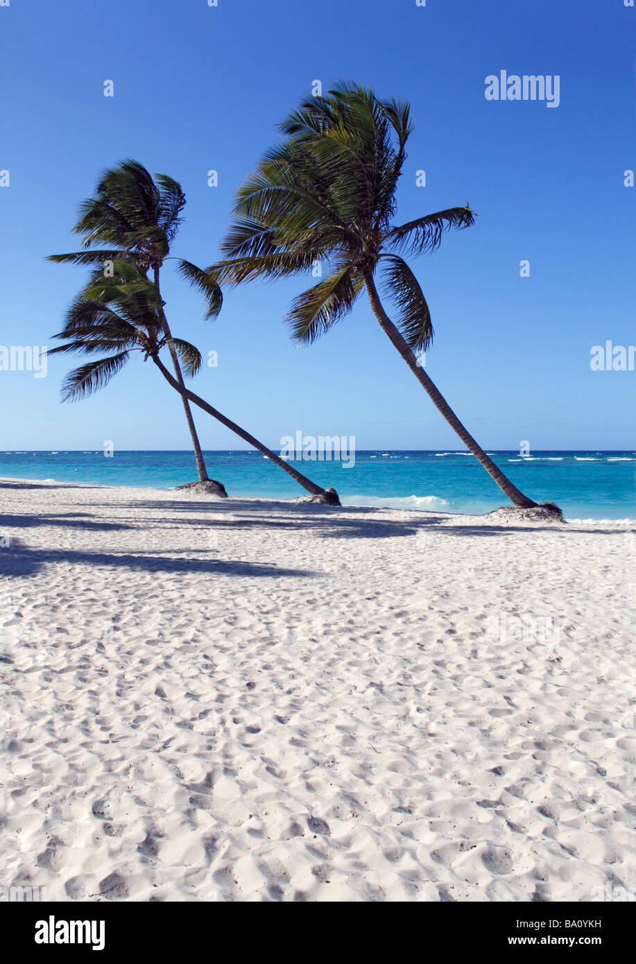 Three palm trees on sandy beach Stock Photo - Alamy