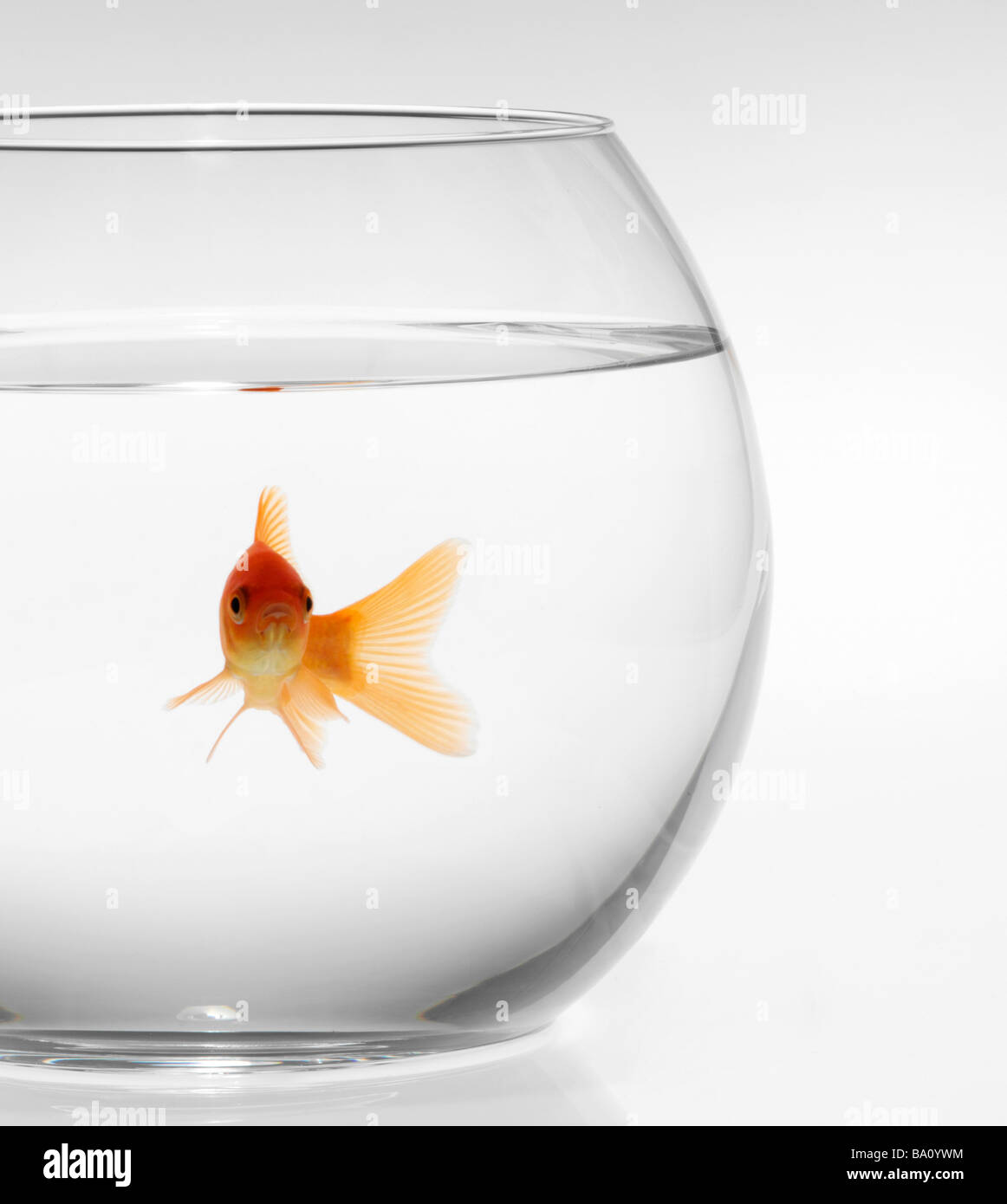 A goldfish in fishbowl on white background Stock Photo - Alamy
