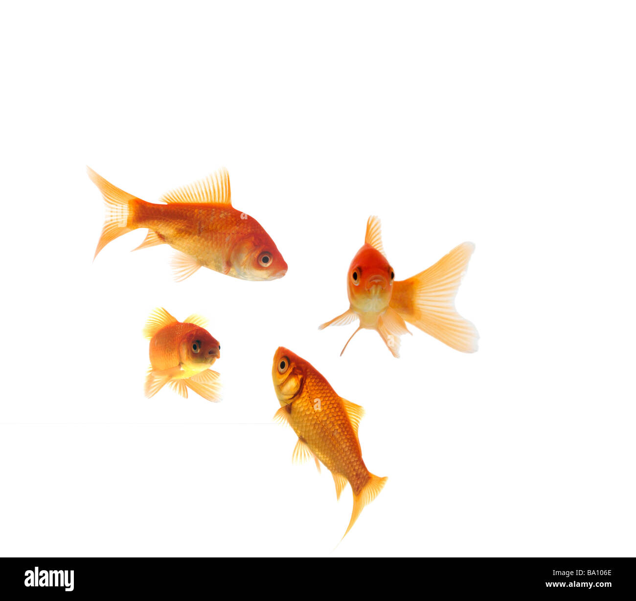 Collection of goldfish Stock Photo - Alamy