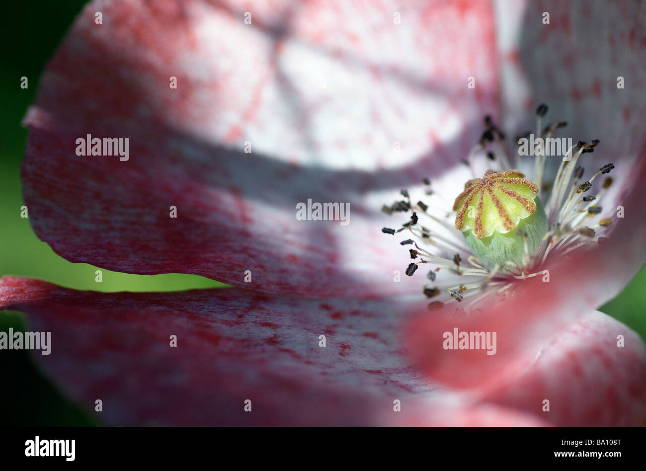 Poppy in Kent, UK Stock Photo - Alamy