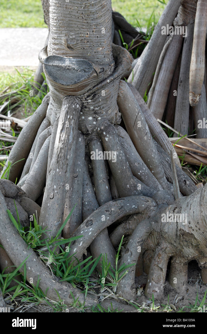 Close-up shot of some unusual looking Butress roots on a palm tree in ...