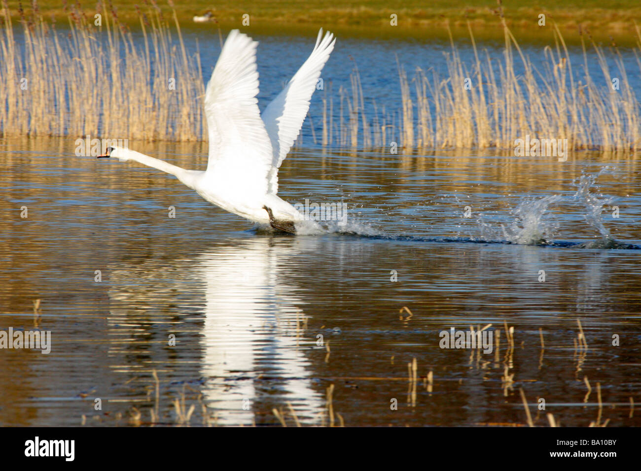 Start of the swan hi-res stock photography and images - Alamy