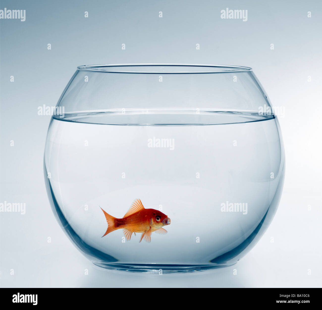 A goldfish in fishbowl on white background Stock Photo - Alamy