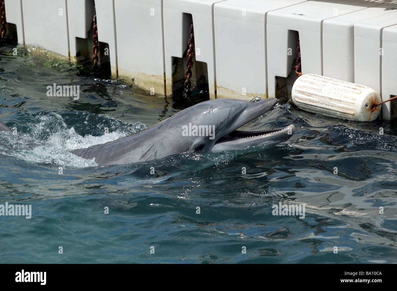 Close-up of a captive dolphin belonging to the Dolphin Quest, Bermuda ...