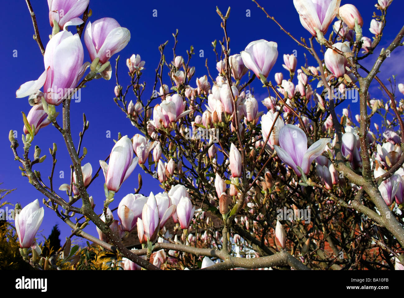 Magnolia tree in bloom flowering magnolia blue sky clouding over from ...
