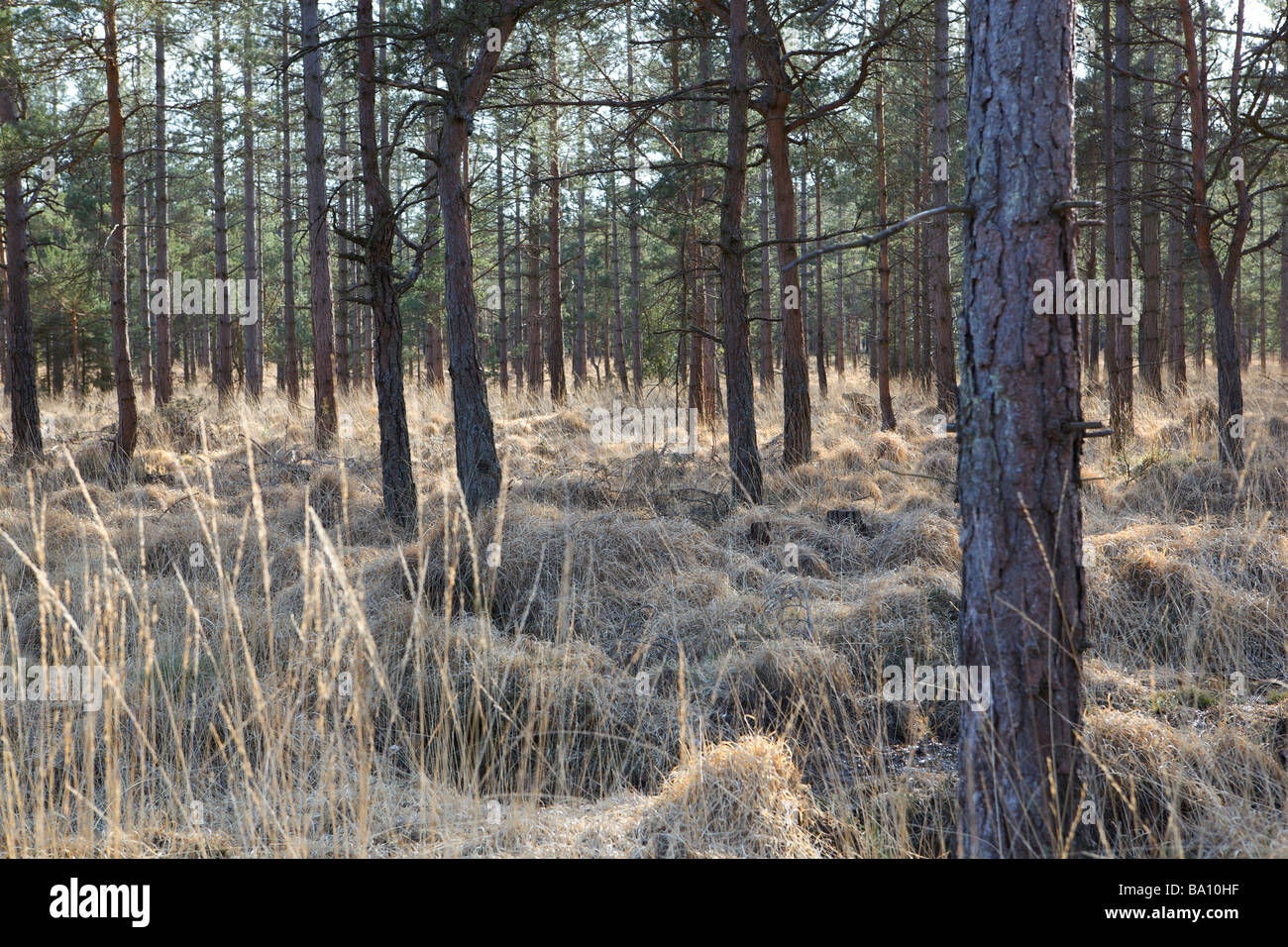 Wareham Forest Dorset Stock Photo - Alamy