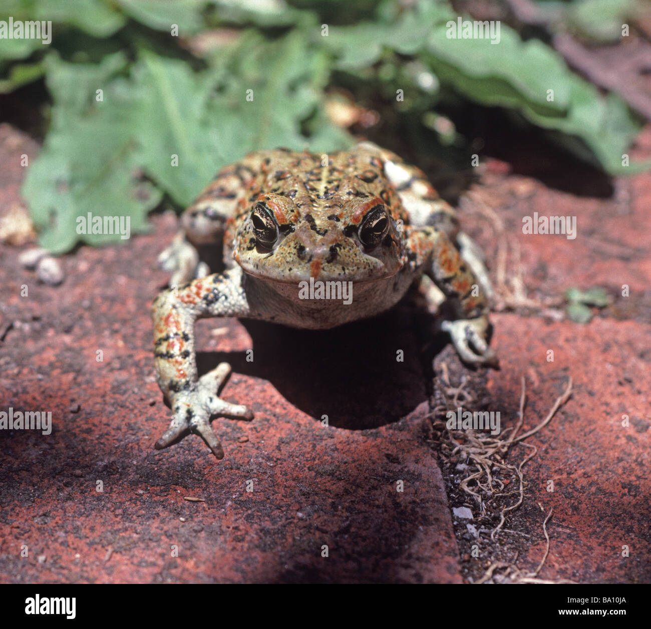 Western toad Bufo boreas in backyard garden San Francisco California ...