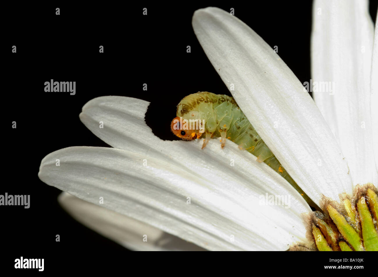 caterpillar eating the petals of daisy Stock Photo - Alamy