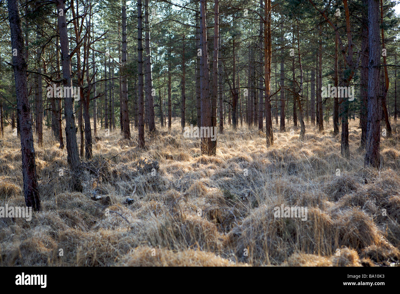 Wareham forest plantation hi-res stock photography and images - Alamy