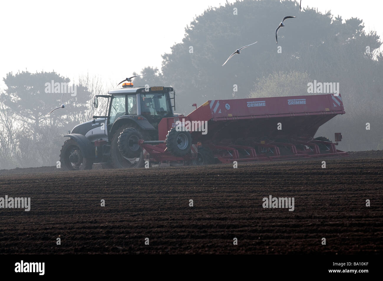 Destoning a field and planting potatoes Stock Photo - Alamy