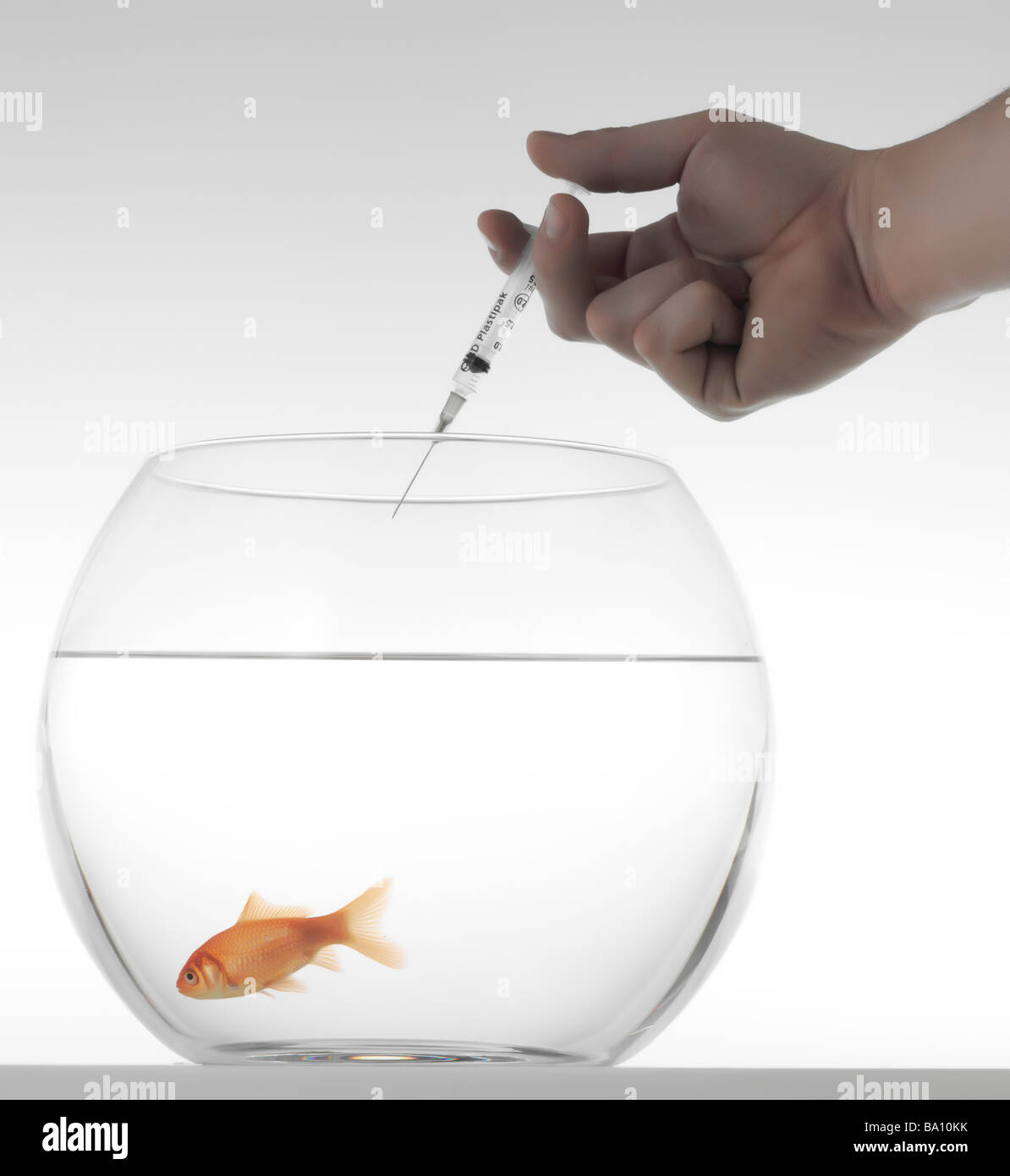 goldfish in aquarium with syringe Stock Photo - Alamy