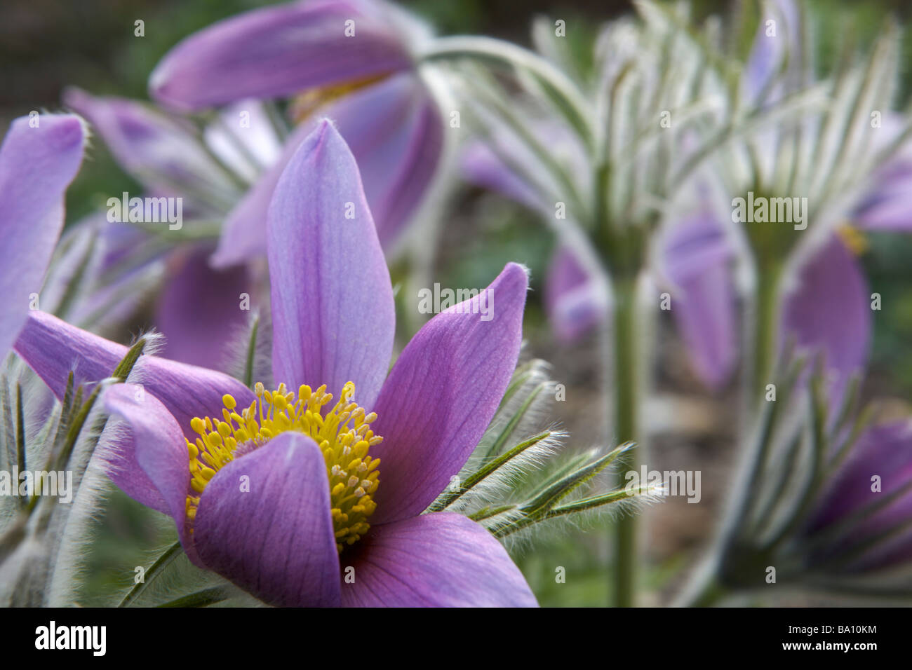 Group purple pasque flowers hi-res stock photography and images - Alamy
