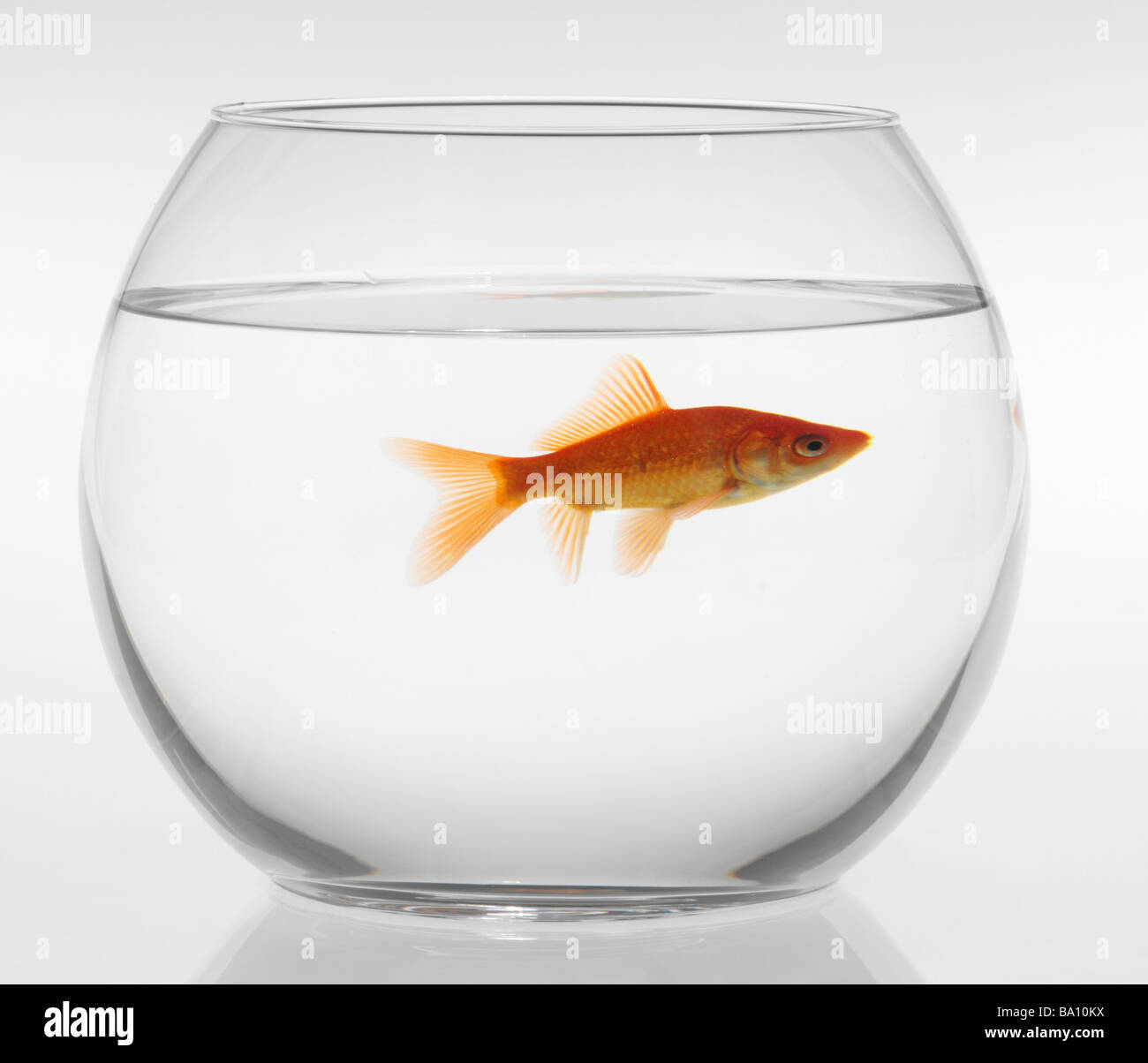 goldfish in aquarium Stock Photo - Alamy