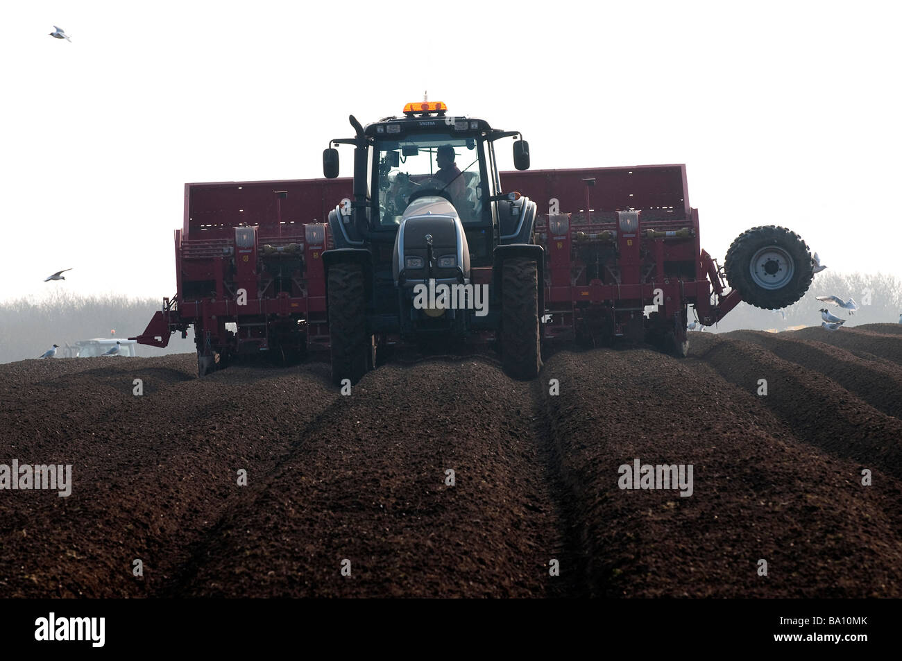 Destoning a field and planting potatoes Stock Photo - Alamy