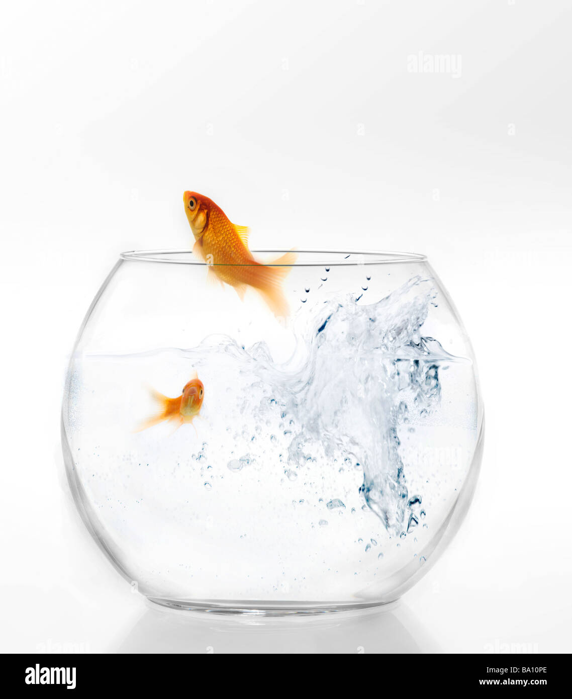 High resolution image of a goldfish leaping out of the water Stock ...