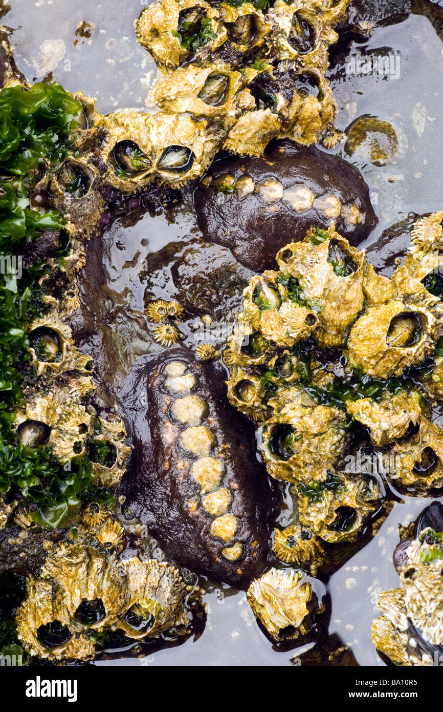 Barnacles and Chitons - Salt Creek Recreation Area, Washington USA ...