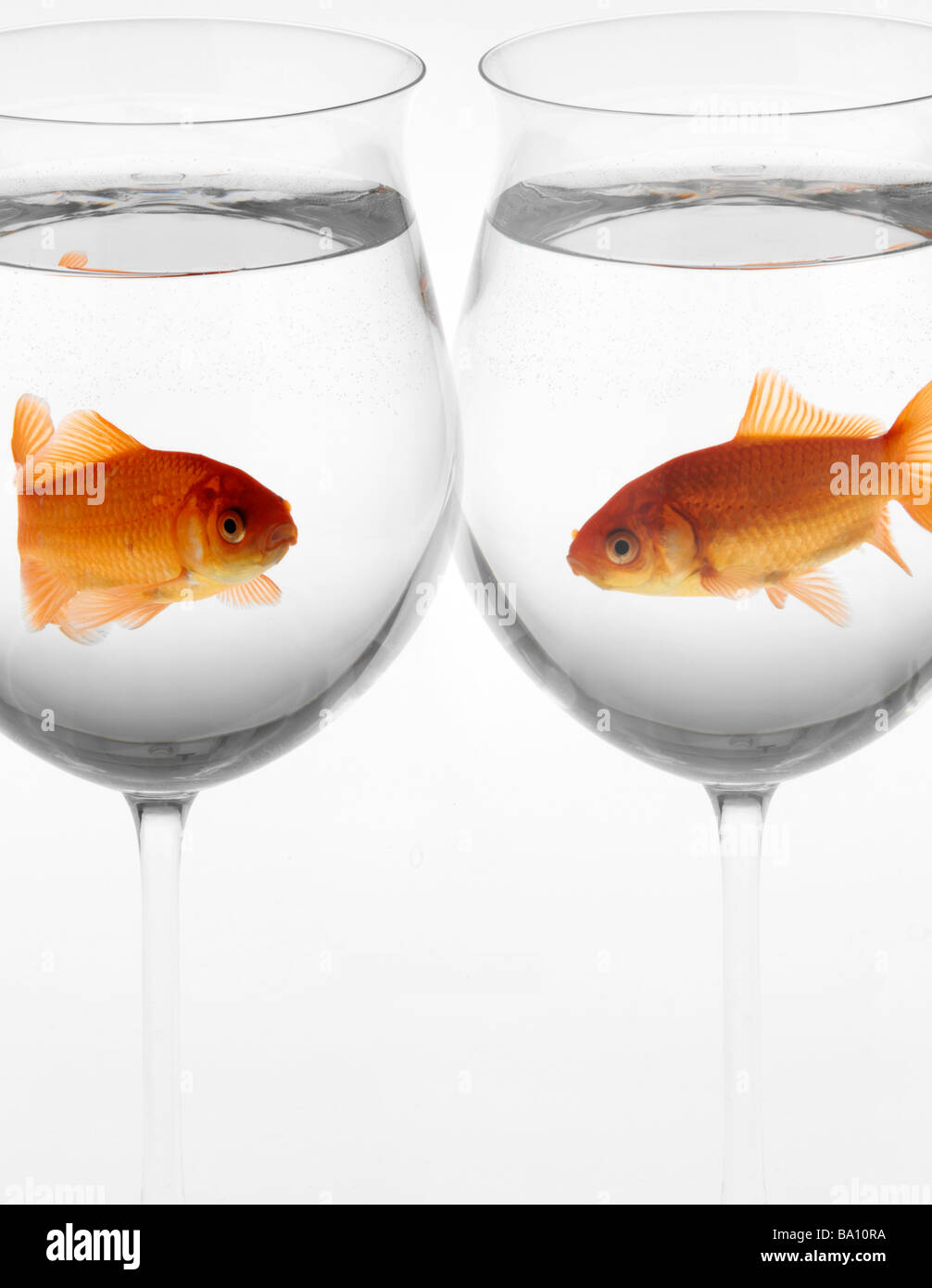 An image of goldfish in glass Stock Photo - Alamy