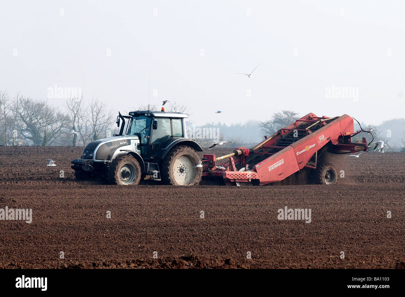 Destoning a field and planting potatoes Stock Photo - Alamy