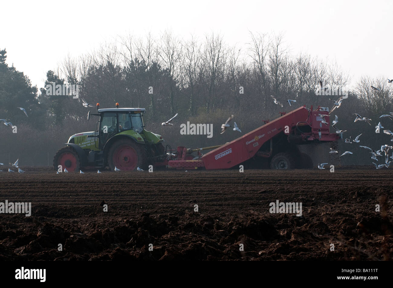 Destoning a field and planting potatoes Stock Photo - Alamy