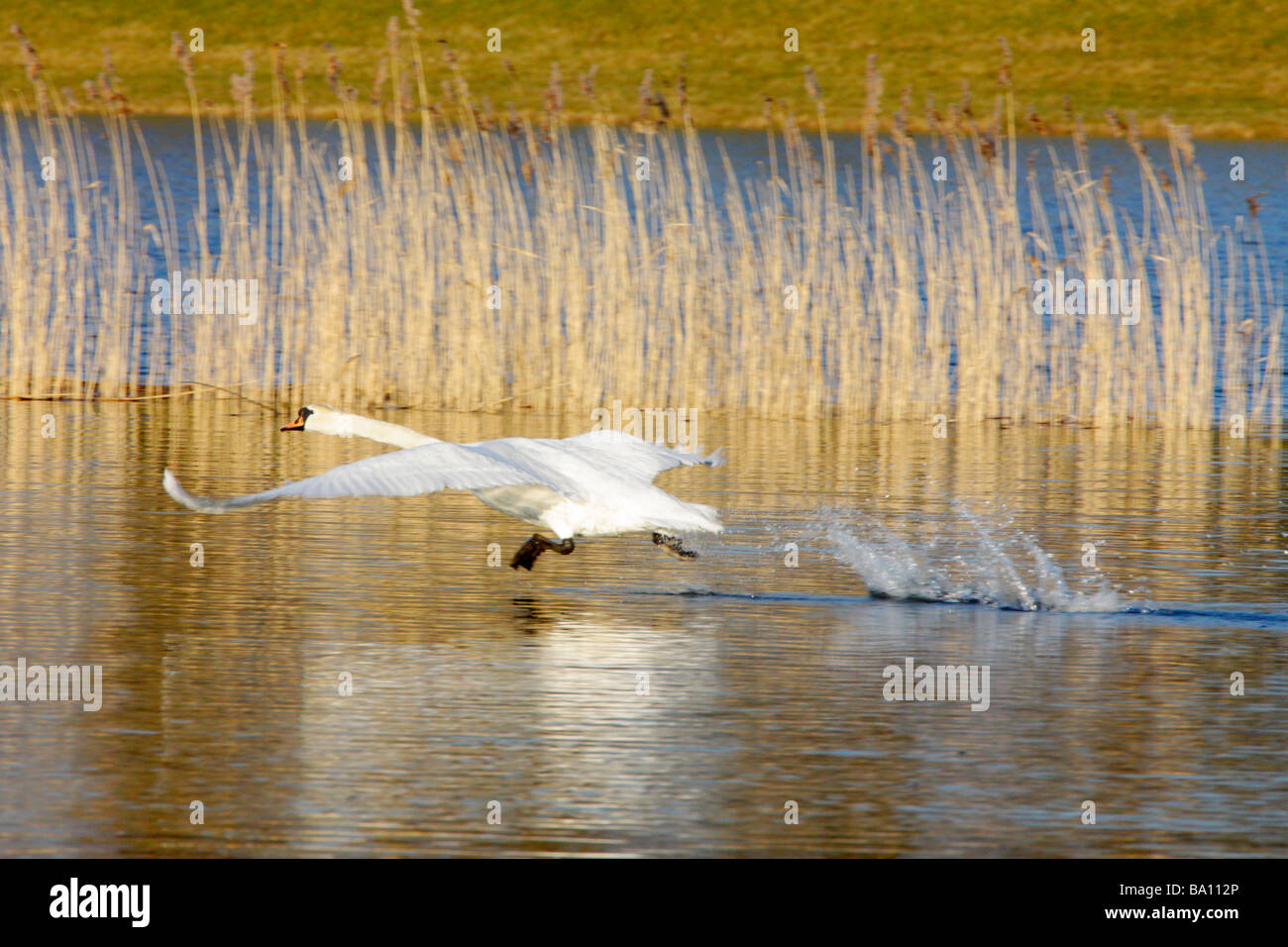 swan taking off Stock Photo - Alamy