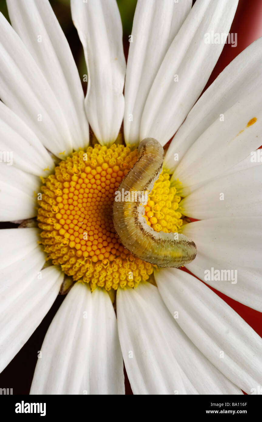 Caterpillar on daisy hi-res stock photography and images - Alamy