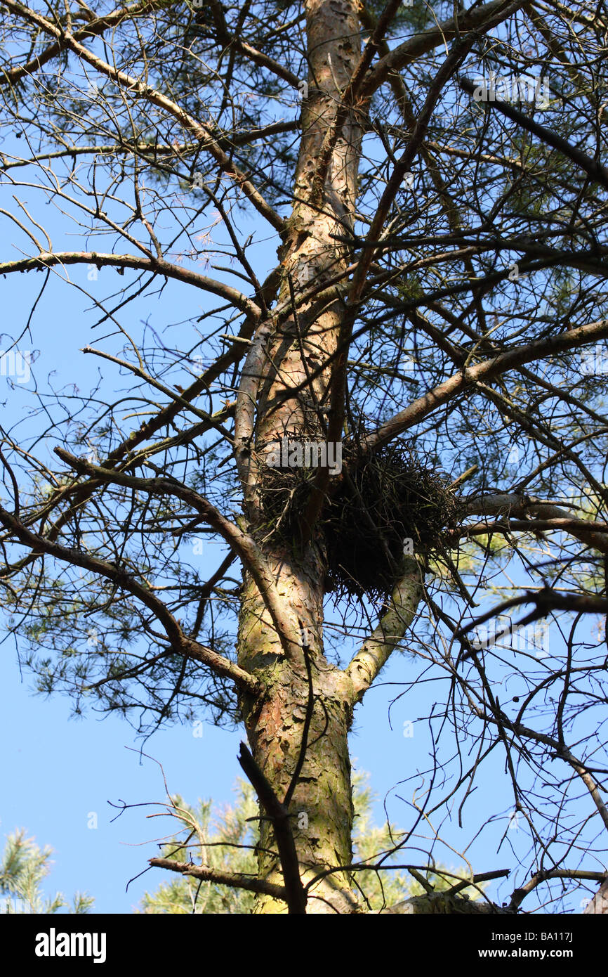 Red Squirrel Drey Stock Photo - Alamy