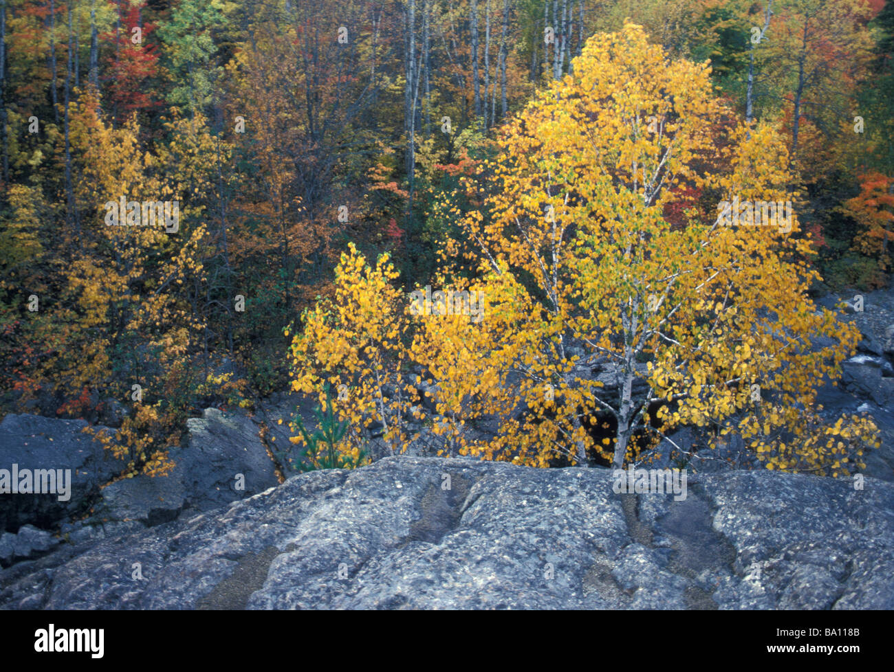 Autumn foliage in Baxter State Park Stock Photo - Alamy