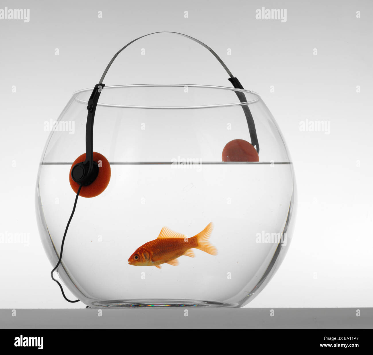 goldfish listens to music Stock Photo - Alamy