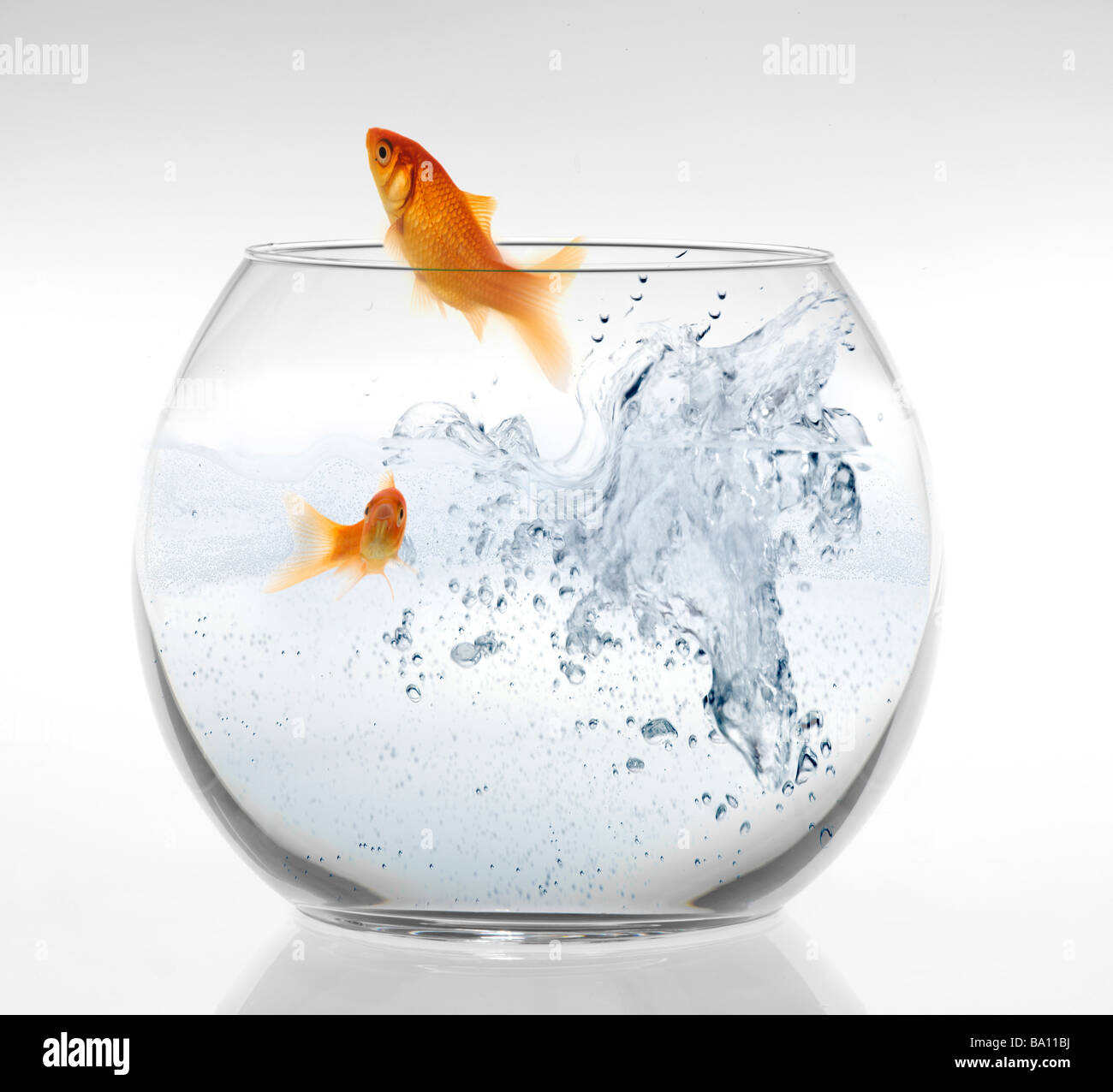 Goldfish leaping hi-res stock photography and images - Alamy