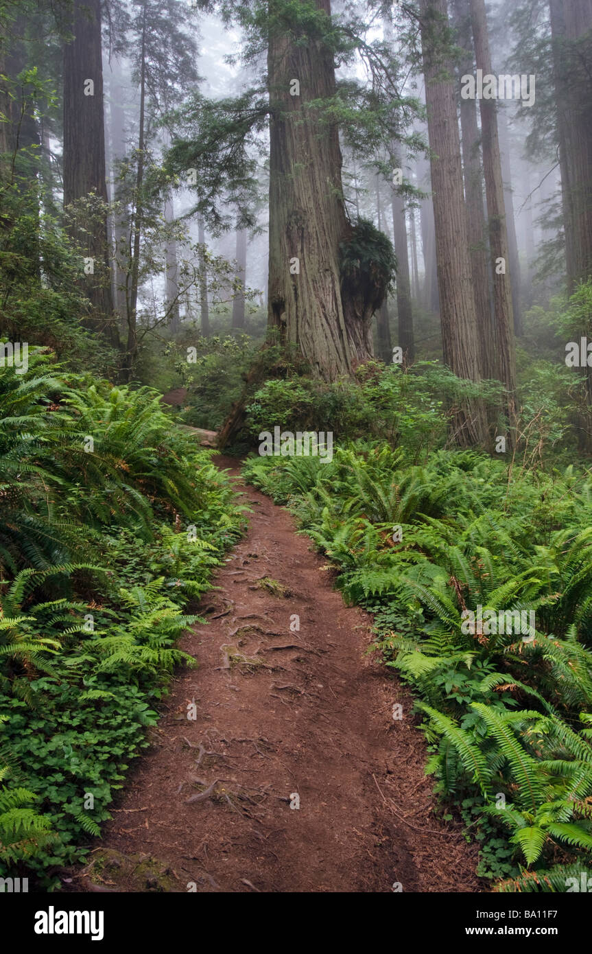 Path through the giant redwood trees shrouded in fog Redwood National ...