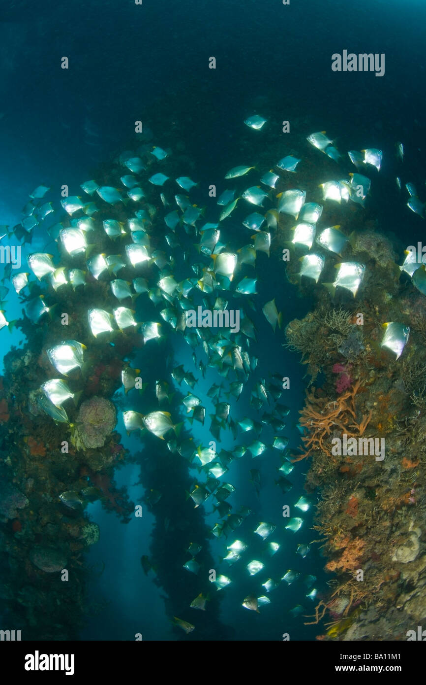 Milkfish hi-res stock photography and images - Alamy