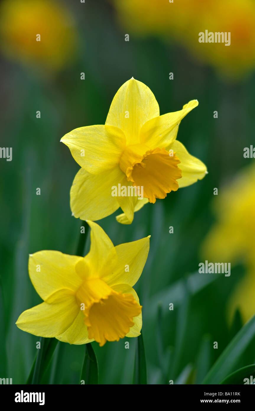 Golden daffodil hi-res stock photography and images - Alamy
