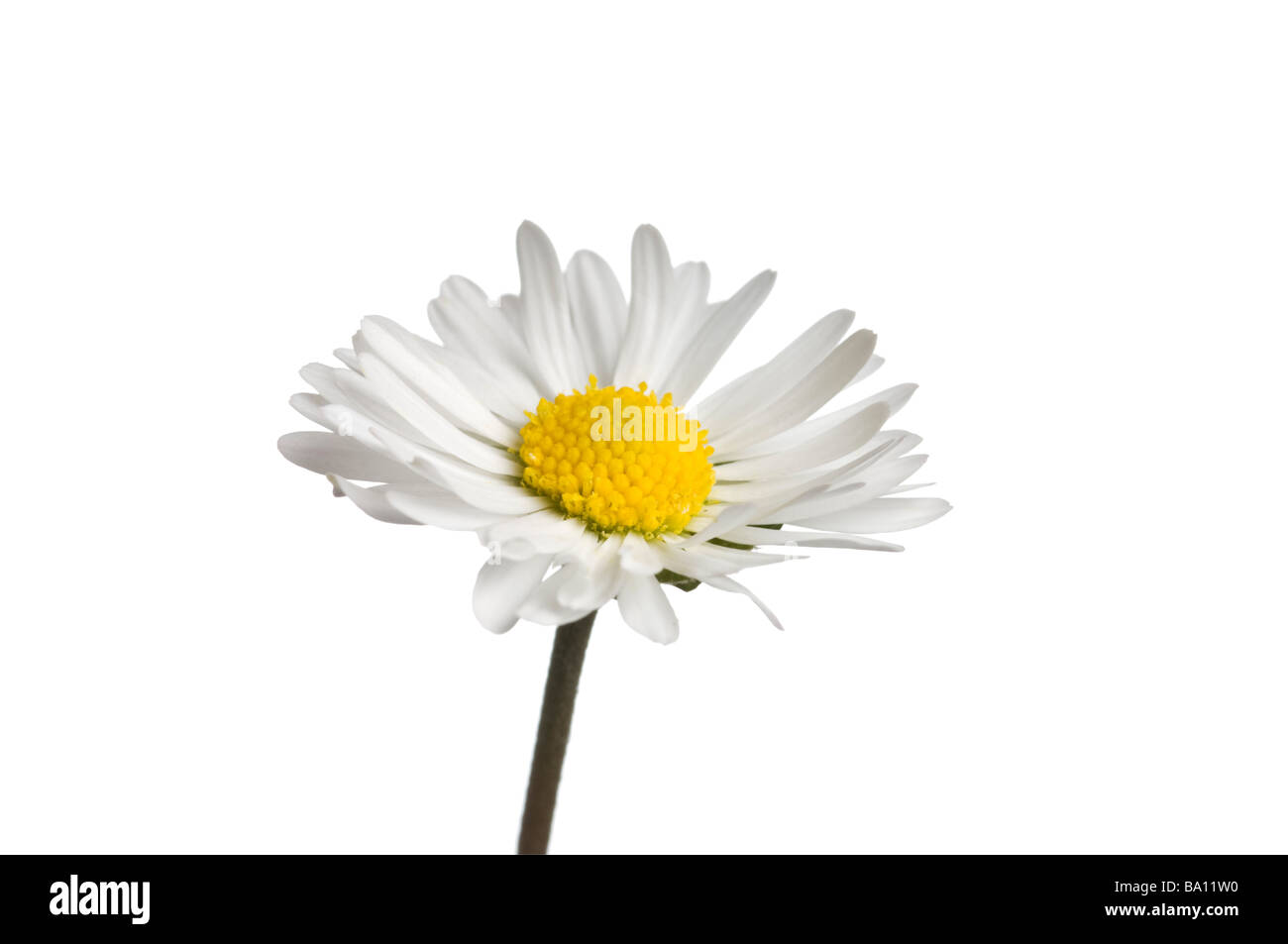 Daisy flower Cut Out Stock Images & Pictures - Alamy