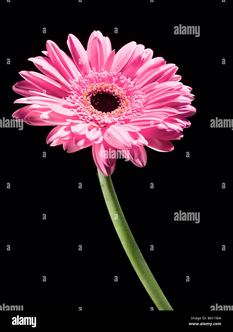 Gerbera flower hi-res stock photography and images - Alamy
