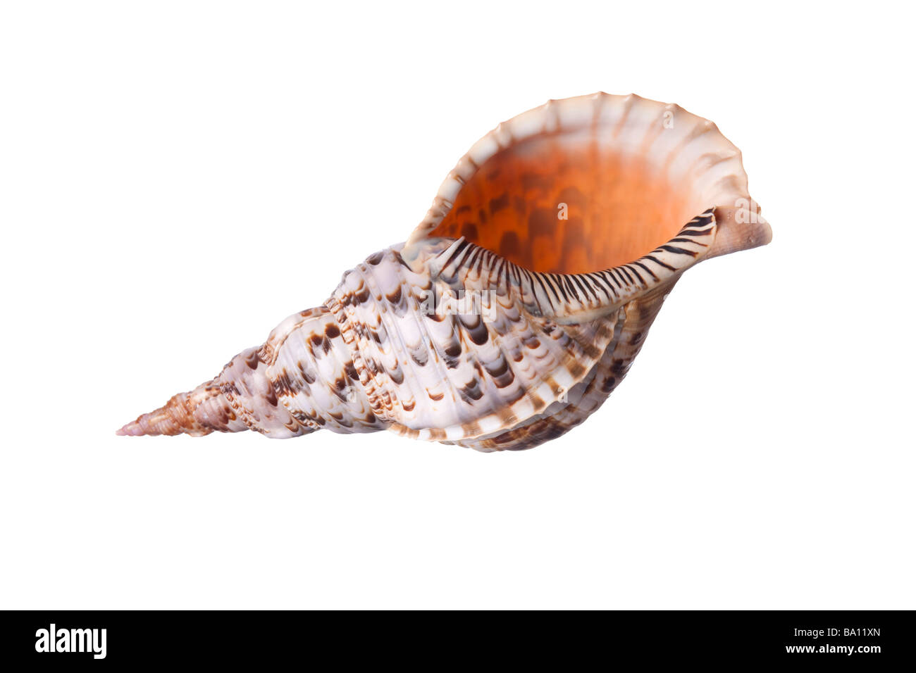 Sea shell hi-res stock photography and images - Alamy