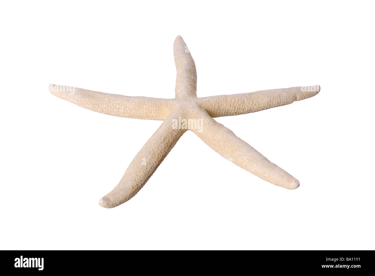 Starfish Cut Out Stock Images & Pictures - Alamy