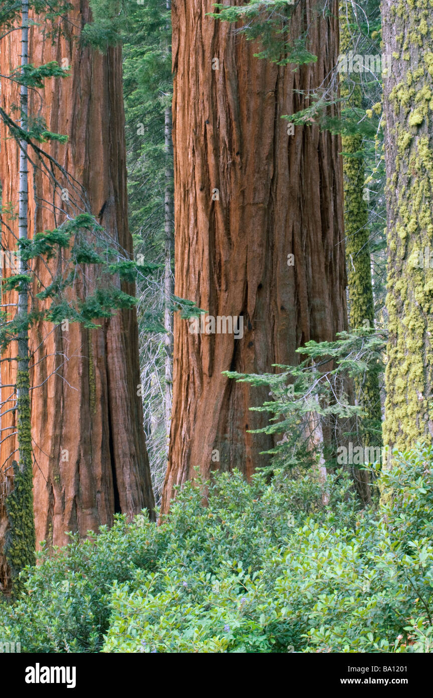 Giant Sequoia trees in the forest Sequoia and Kings Canyon National ...