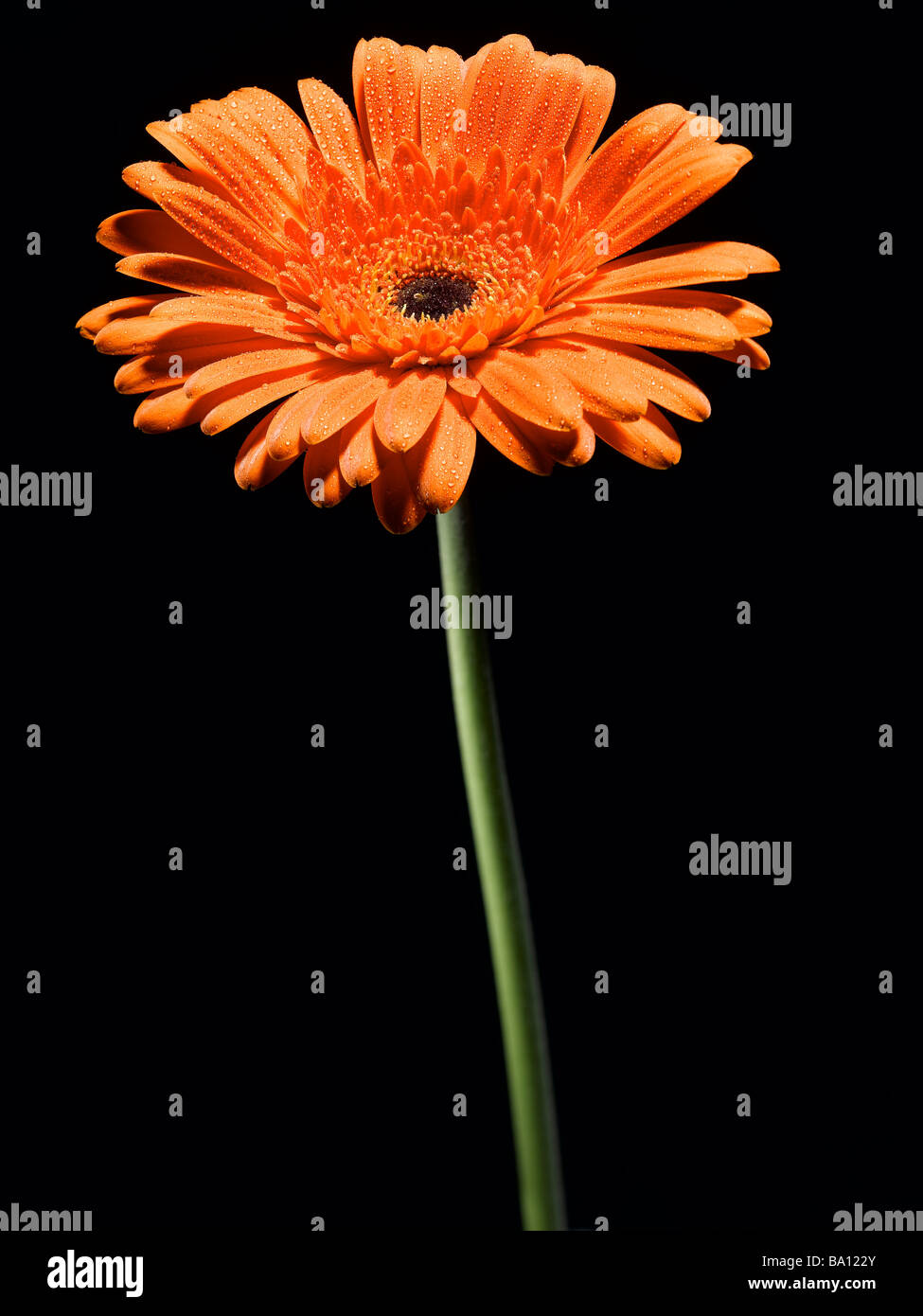 Gerbera hi-res stock photography and images - Alamy