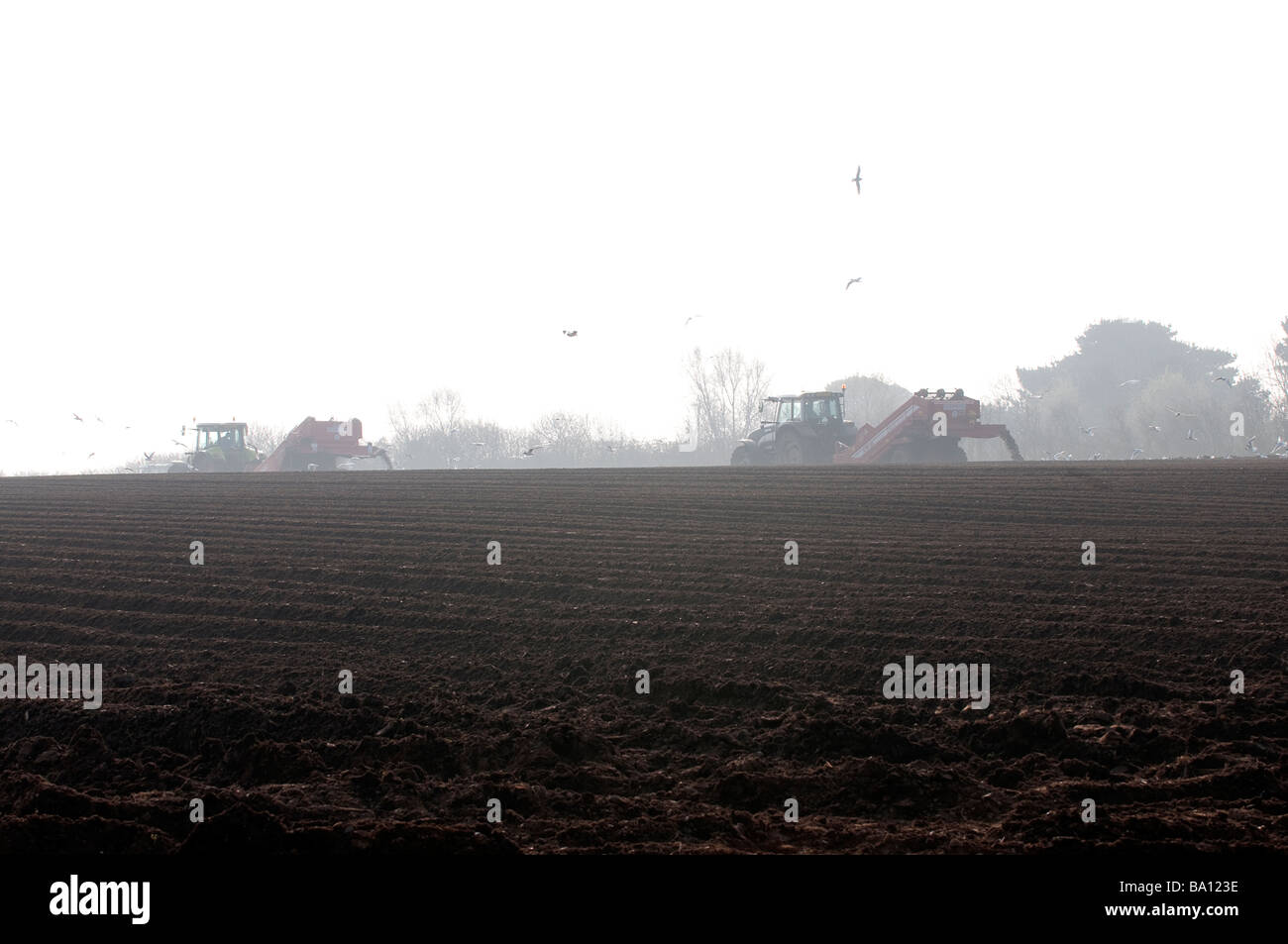 Destoning a field and planting potatoes Stock Photo - Alamy