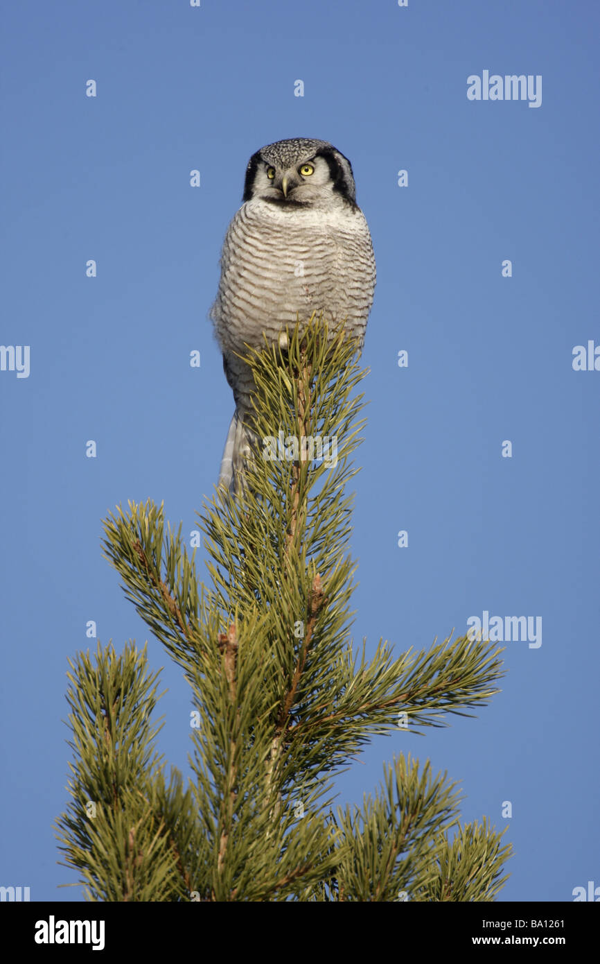 Hawk owl Surnia ulula winter Finland Stock Photo - Alamy